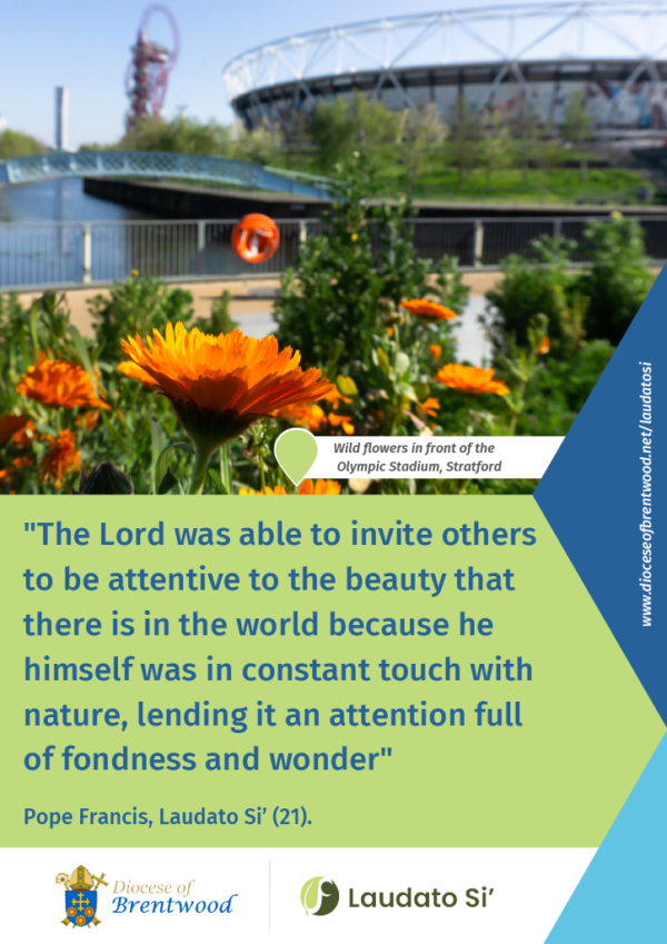 Laudato Si’ - Resources for Primary and Secondary Schools - Brentwood ...