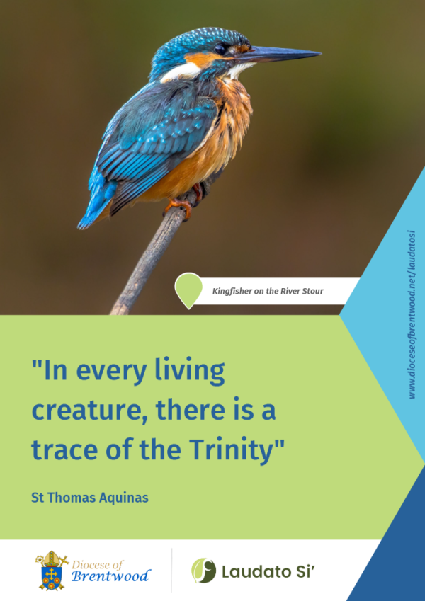 Laudato Si’ - Resources for Primary and Secondary Schools - Brentwood ...